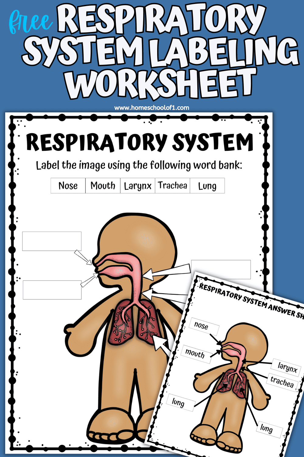 Free Respiratory System Labeling Worksheet