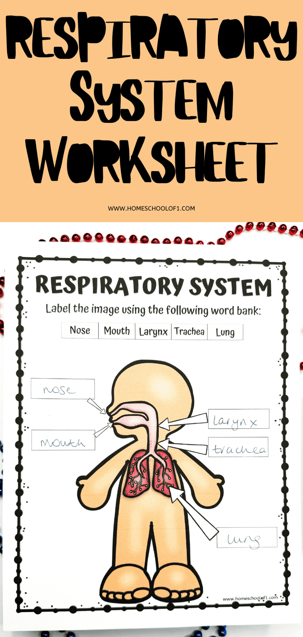 Free Respiratory System Labeling Worksheet