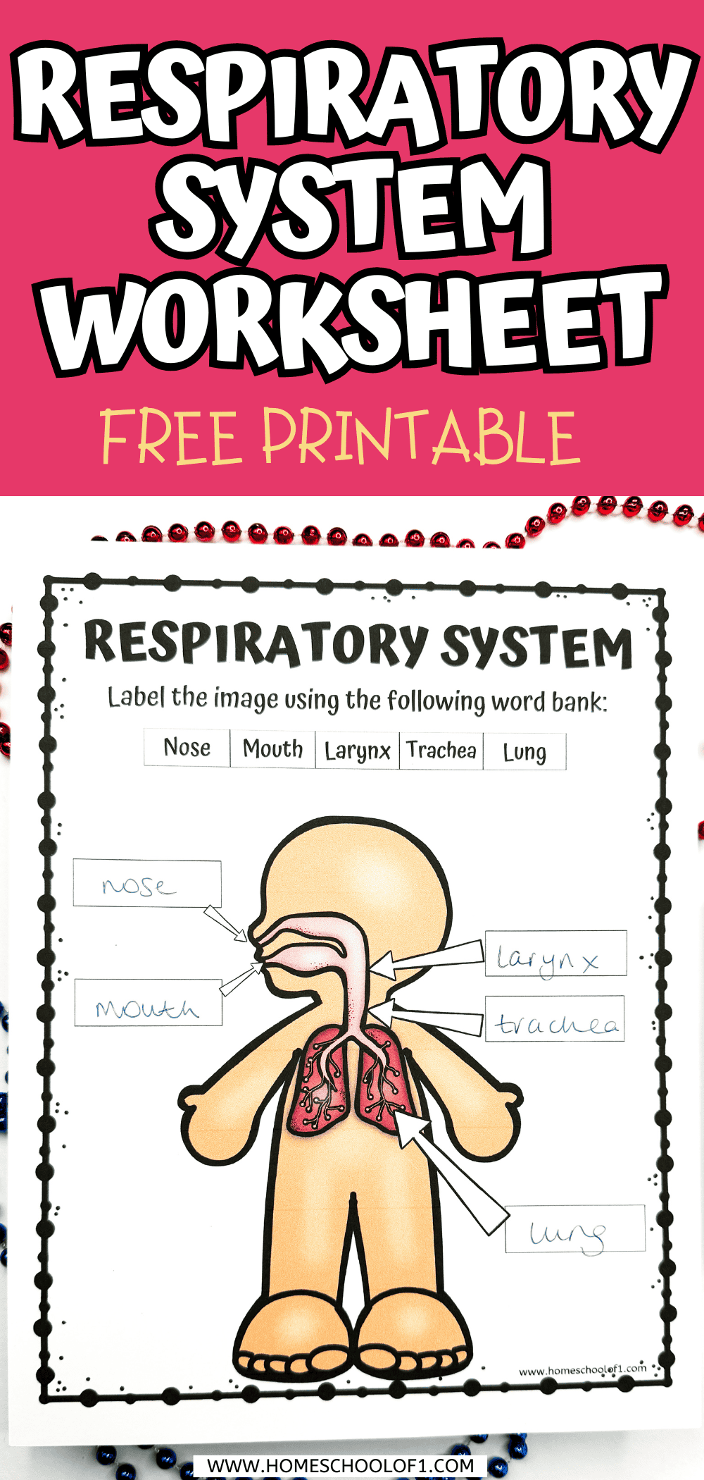 Free Respiratory System Labeling Worksheet
