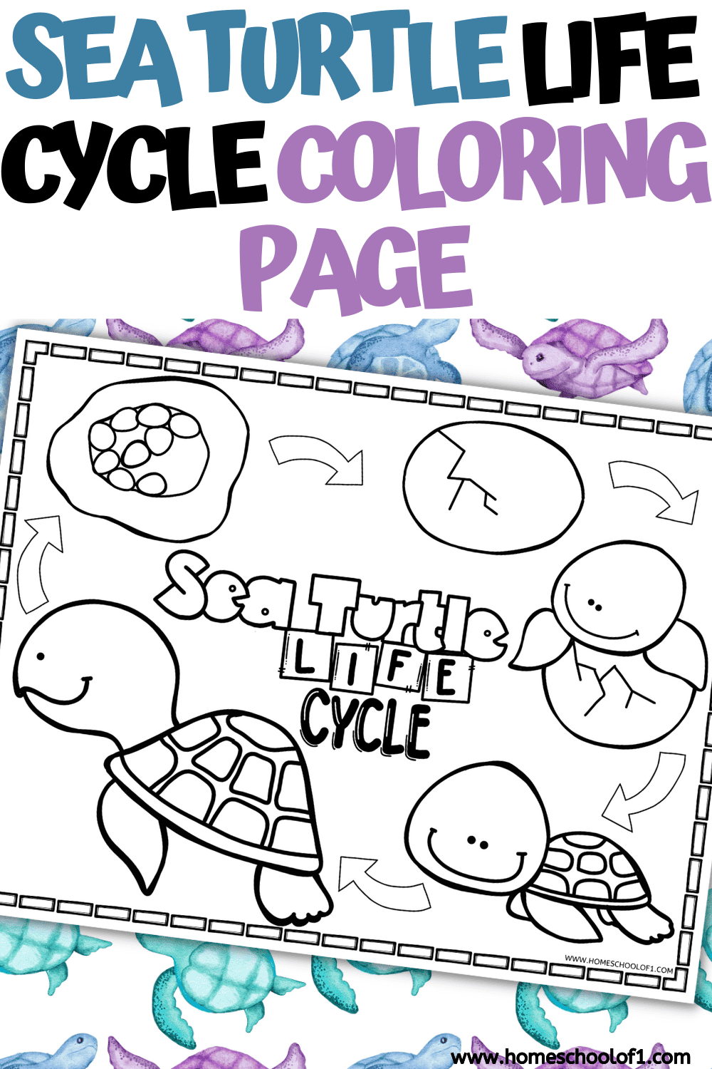 Free Sea Turtle Life Cycle Coloring Page