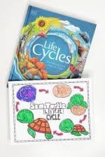 Free Sea Turtle Life Cycle Coloring Page