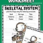 Free Skeletal System Labeling Worksheet