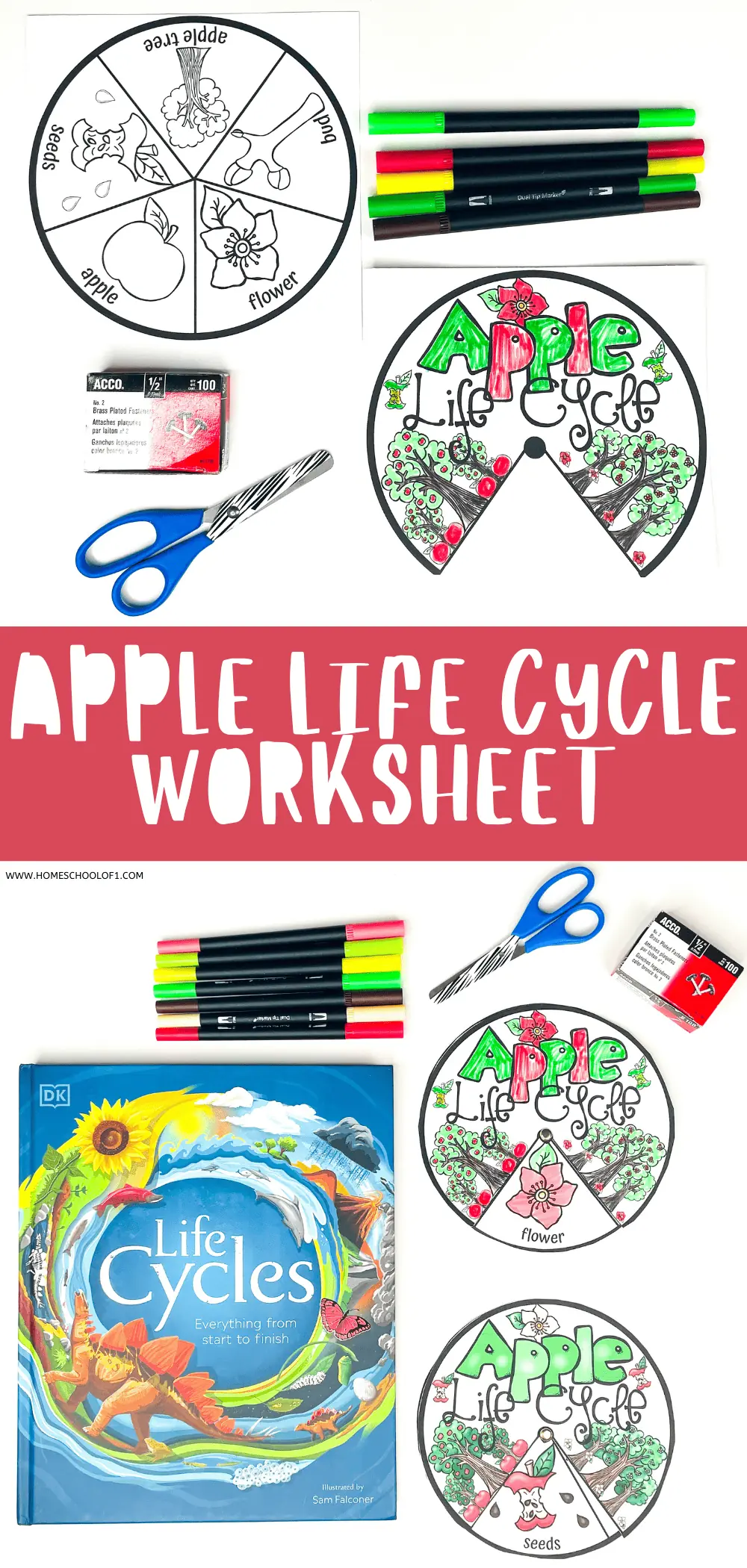 Free Apple Life Cycle Worksheet