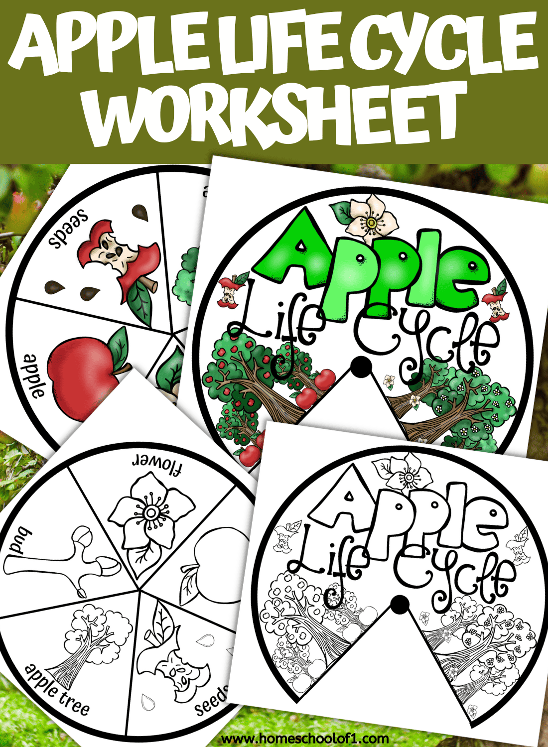 Free Apple Life Cycle Spinner Worksheet