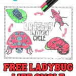 Free Ladybug Life Cycle Coloring Page
