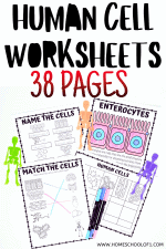 Human Cell Worksheet For Kids