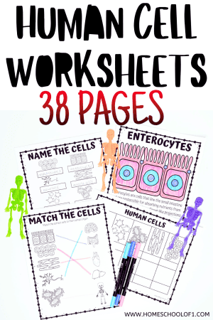 Human Cell Worksheet For Kids