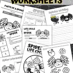 Free Spider Life Cycle Worksheet for Kids