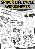 Free Spider Life Cycle Worksheet for Kids