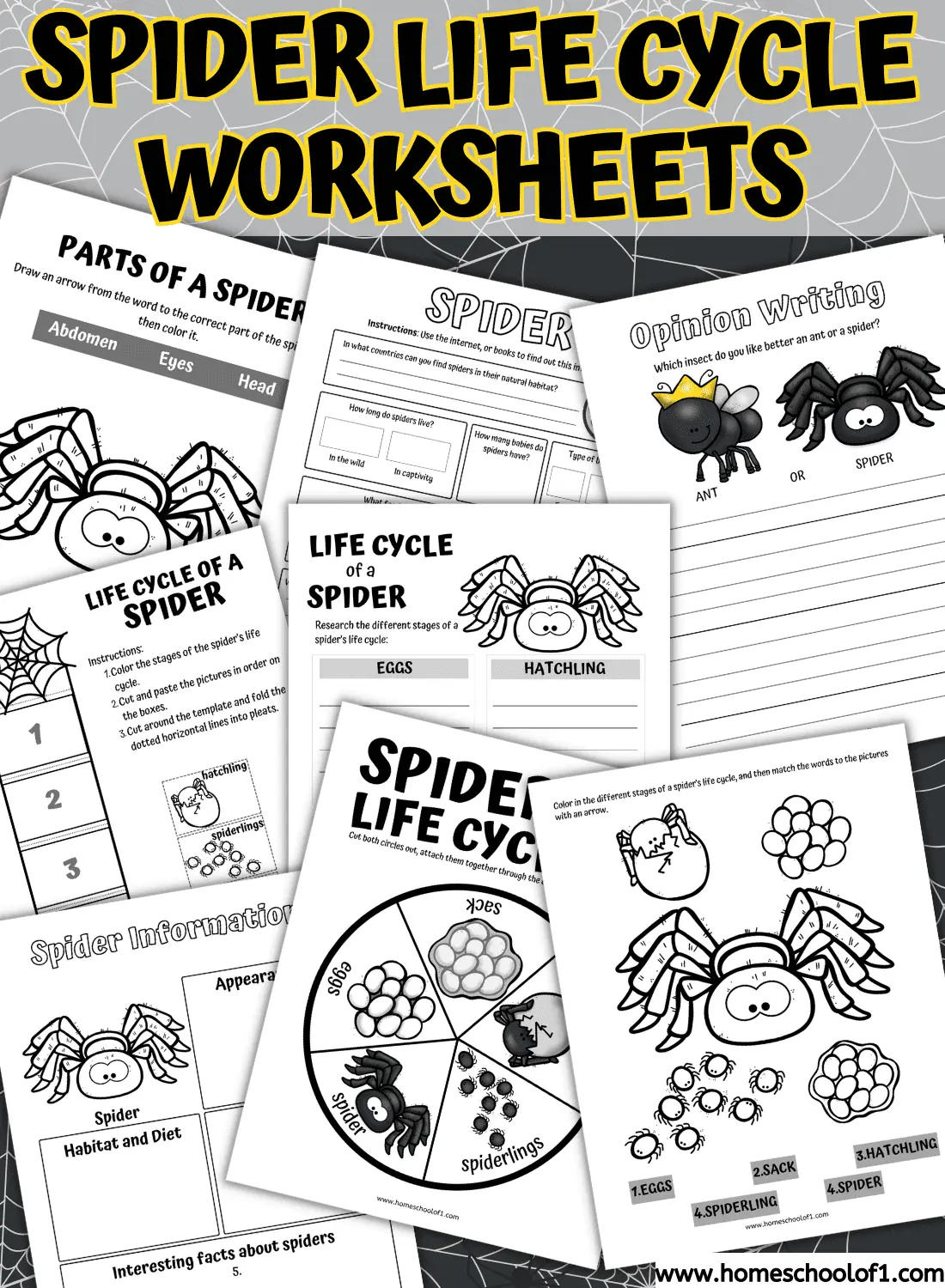 Free Spider Life Cycle Worksheet for Kids - Homeschool of 1