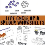 Free Spider Life Cycle Worksheet for Kids