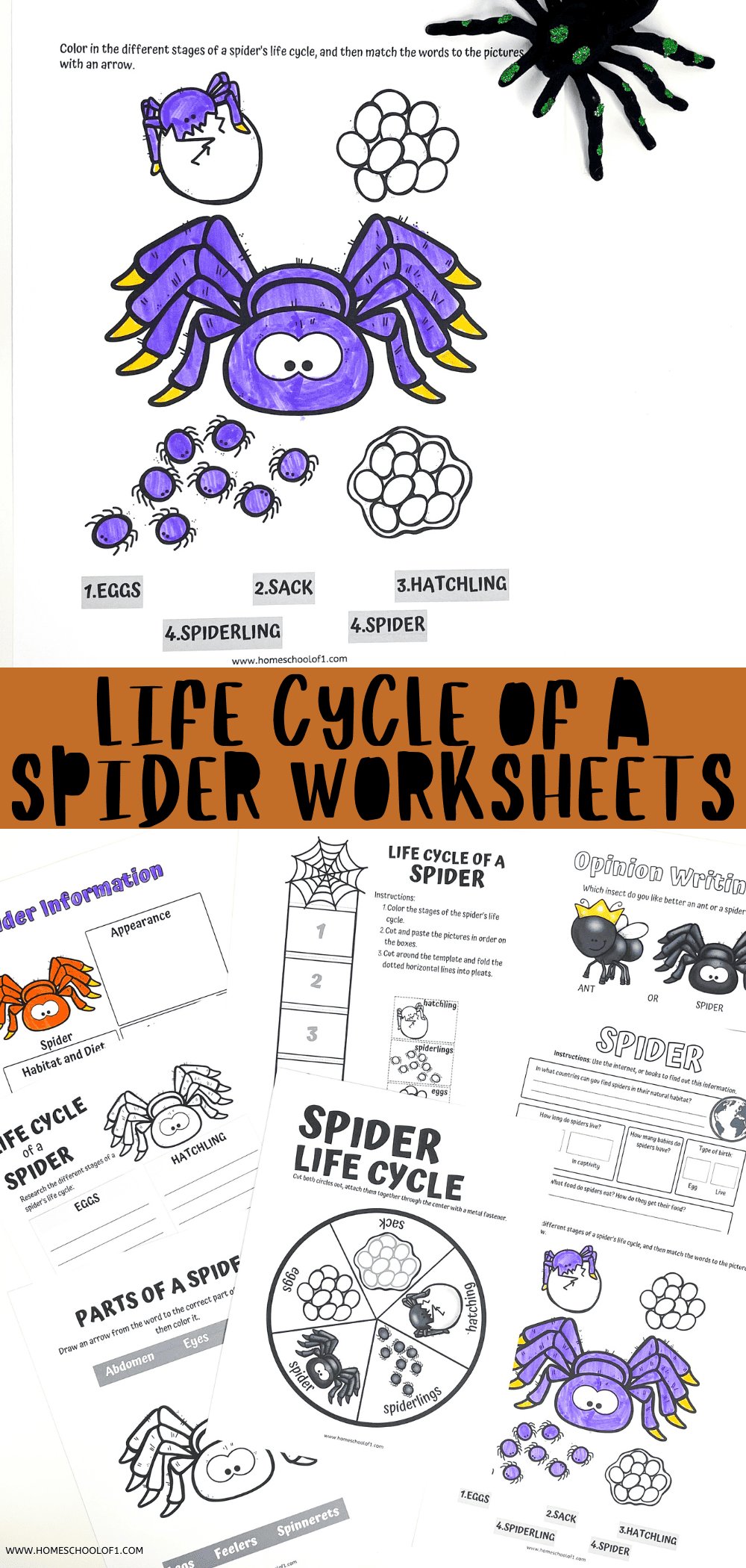 Free Spider Life Cycle Worksheet for Kids