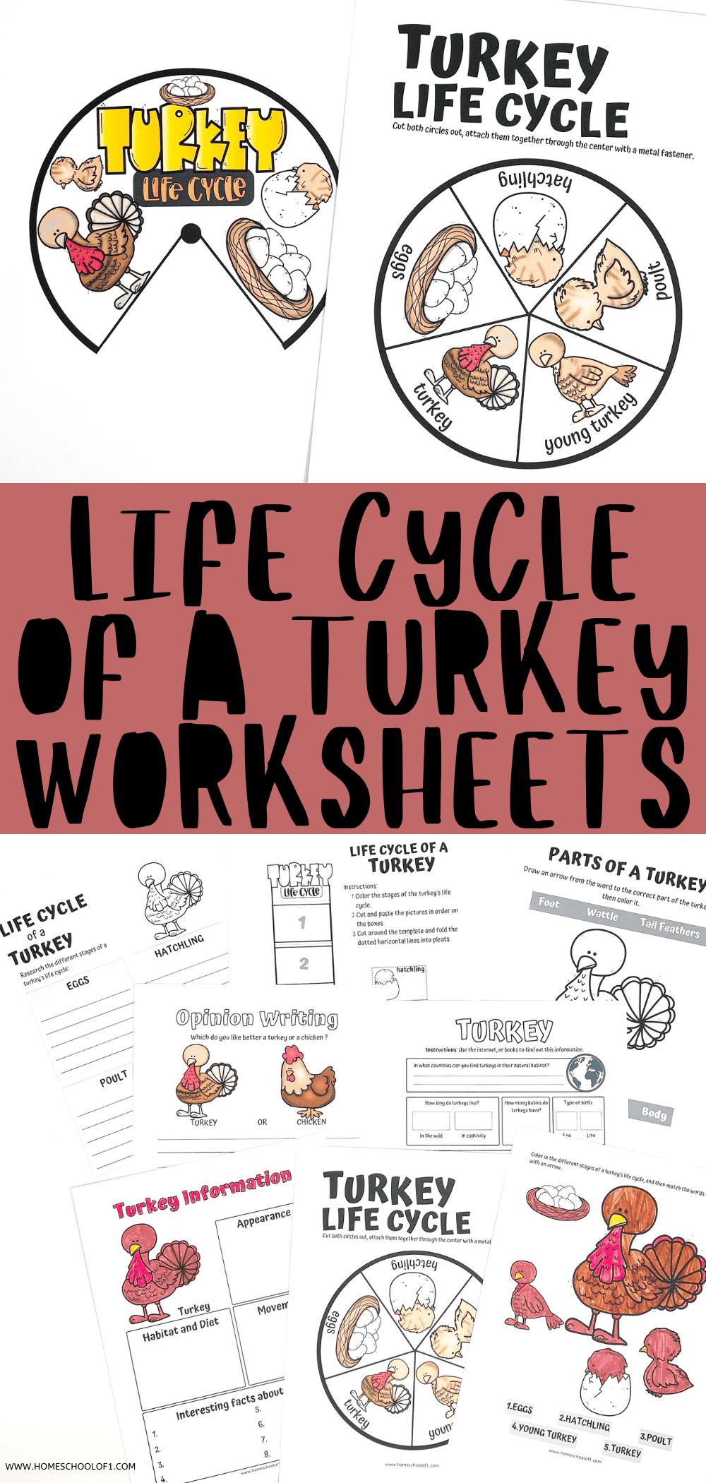 Free Life Cycle of a Turkey Worksheet