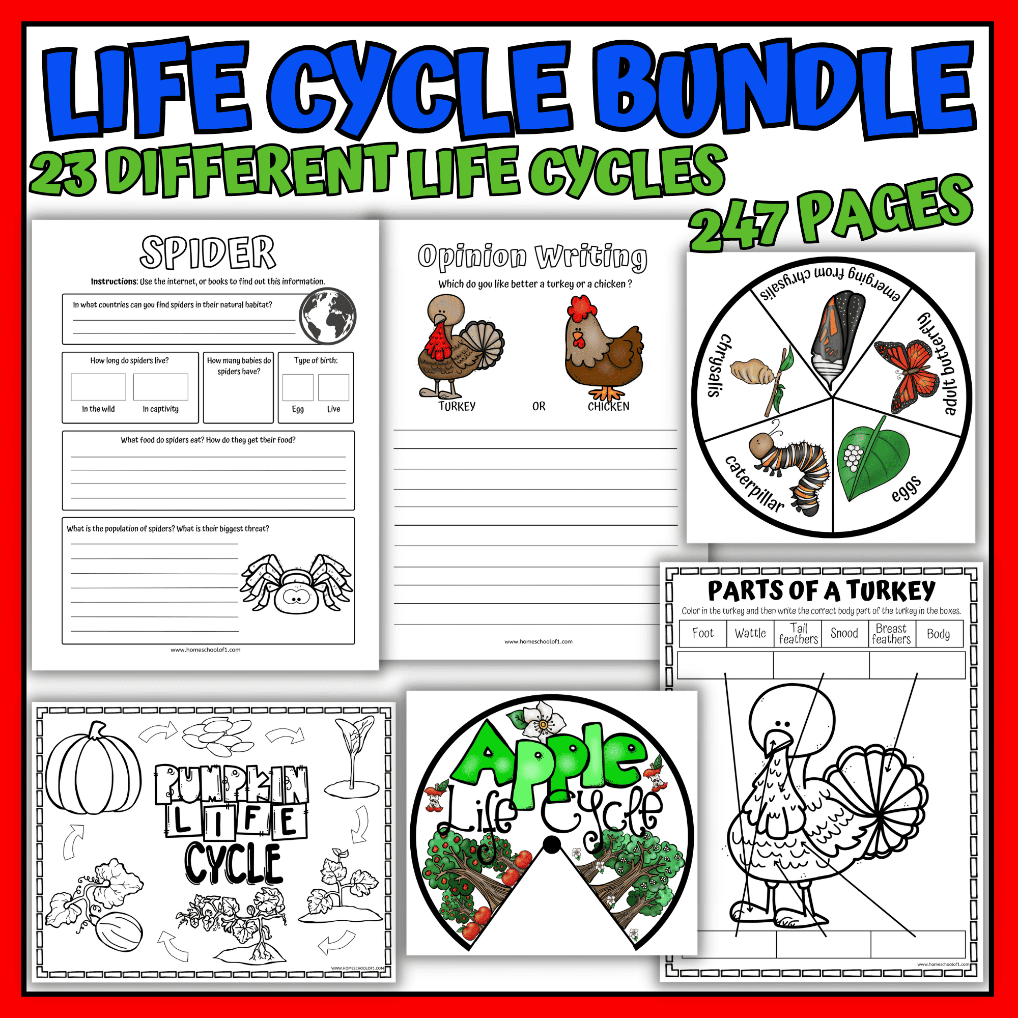 Free Spider Life Cycle Worksheet for Kids