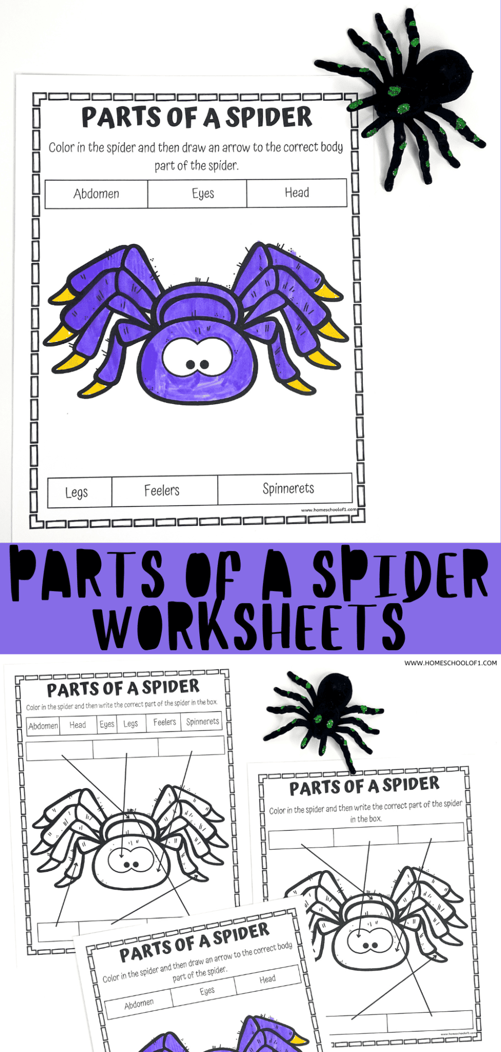 Free Parts of a Spider Worksheet