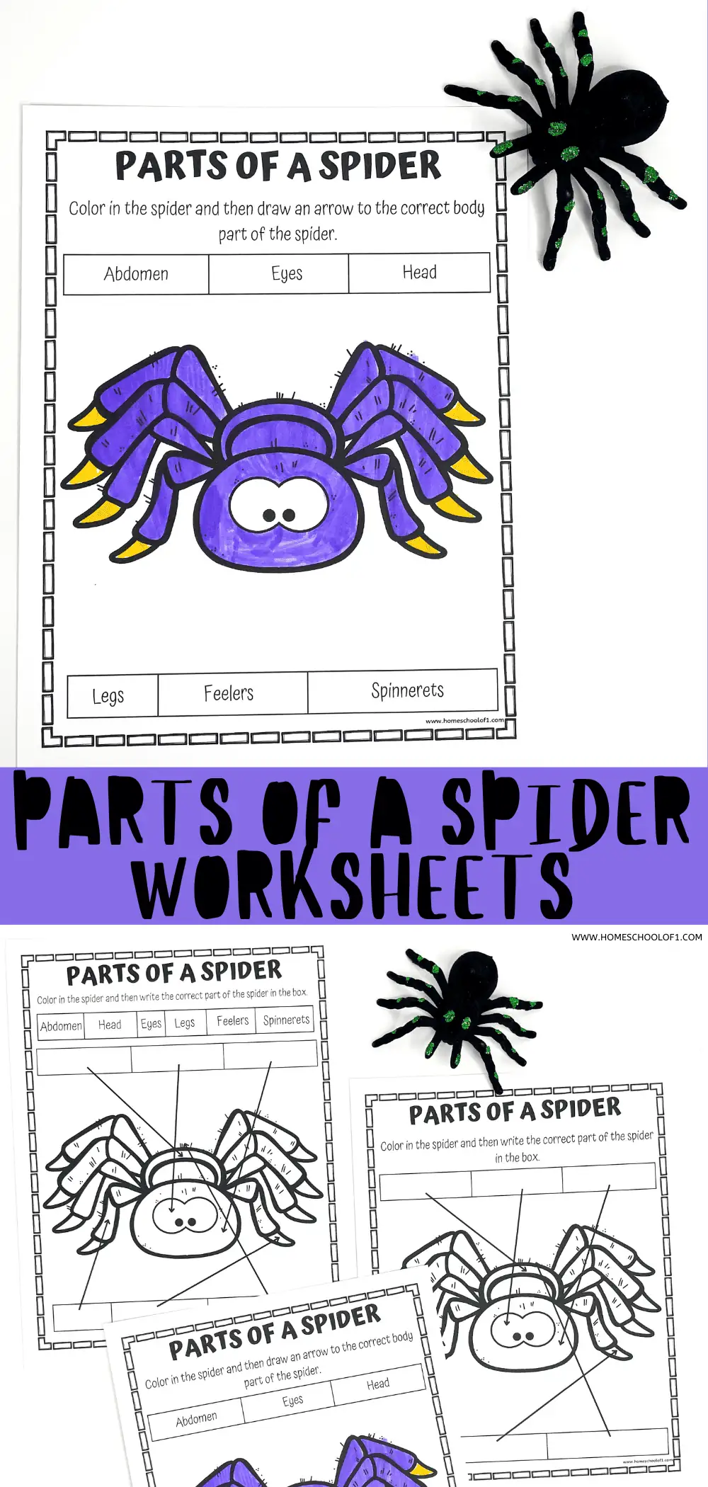 Free Parts of a Spider Worksheet