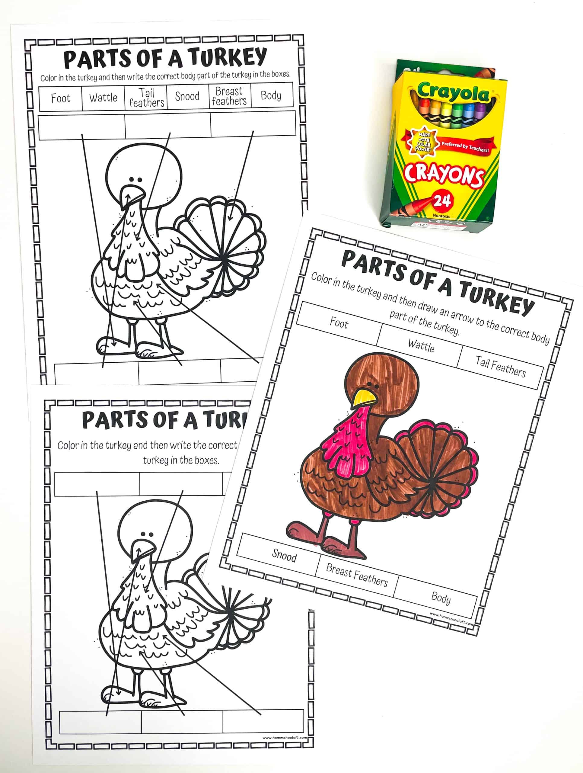 Free Parts Of A Turkey Worksheet