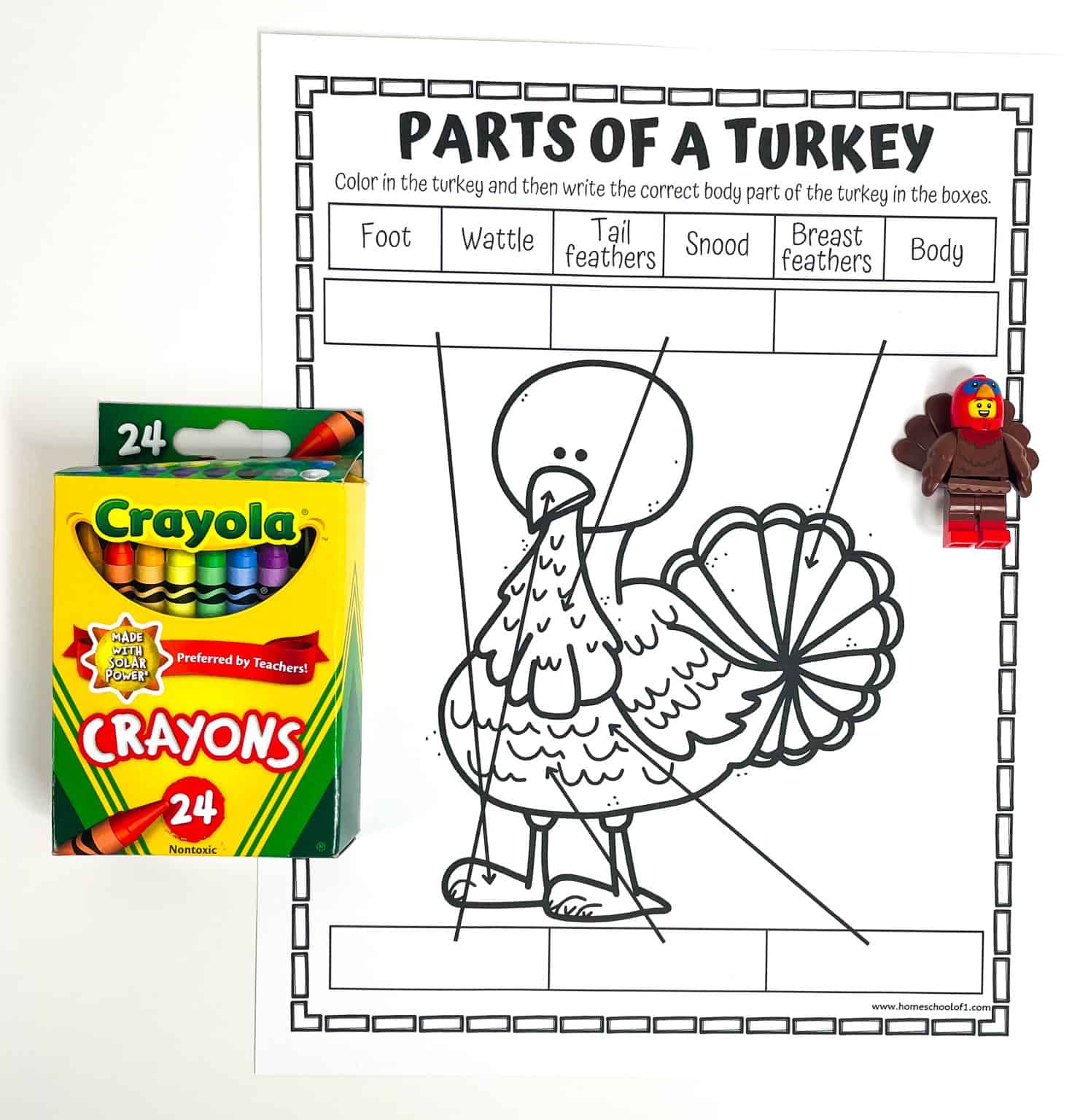 Free Parts of a Turkey Worksheet