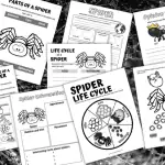 Free Spider Life Cycle Worksheet for Kids