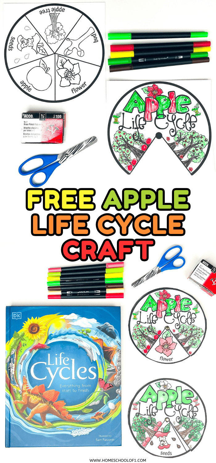 Free Apple Life Cycle Spinner Worksheet