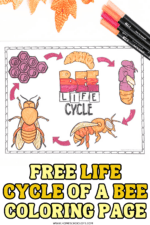 Free Bee Life Cycle Coloring Page