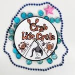 Free Crab Life Cycle Worksheets for Kids