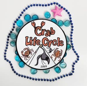 Free Crab Life Cycle Worksheets for Kids