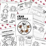 Free Crab Life Cycle Worksheets for Kids