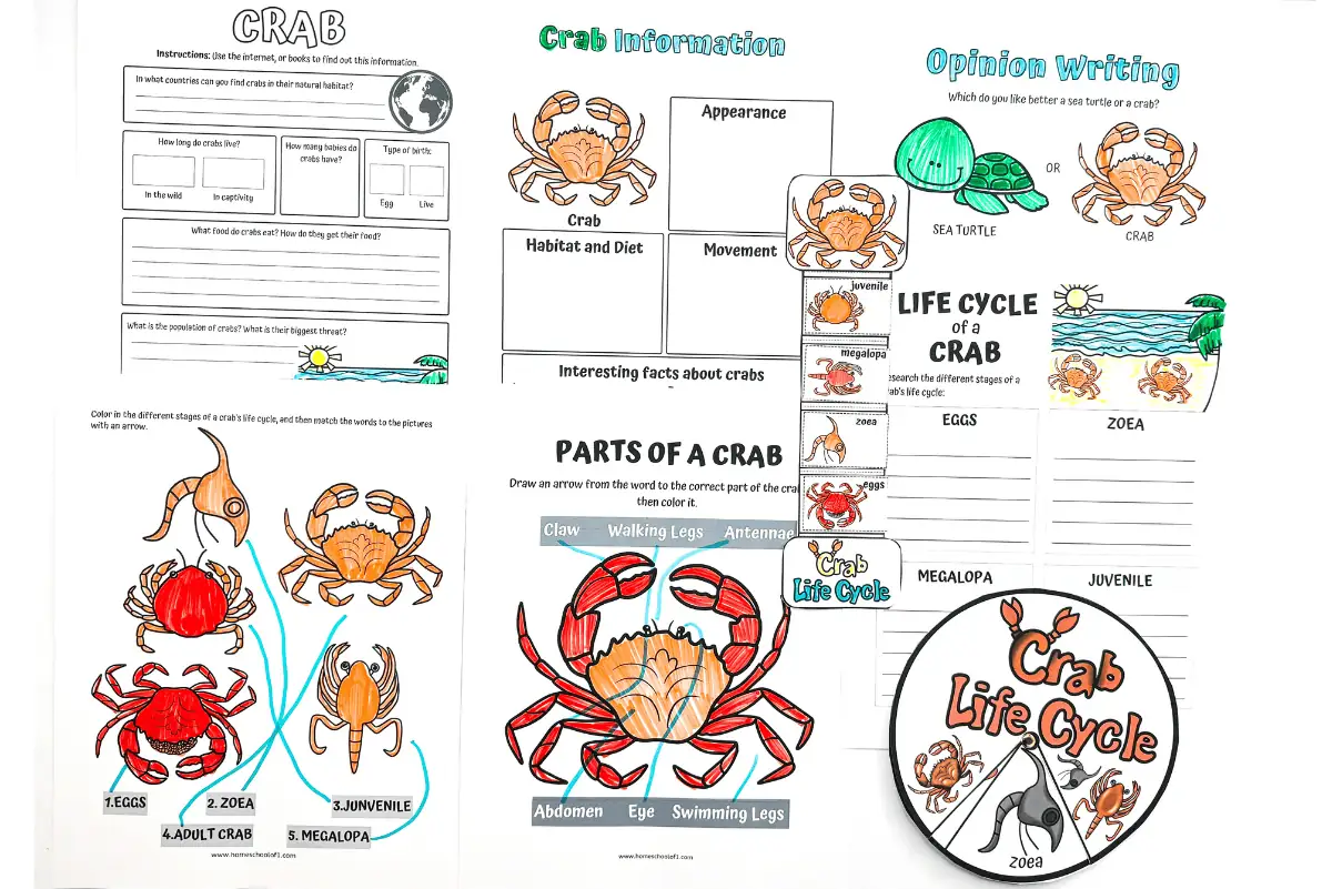 Life Cycle Of A Crab Life Cycle Of A Crab🦀 (not Scale Accurate)