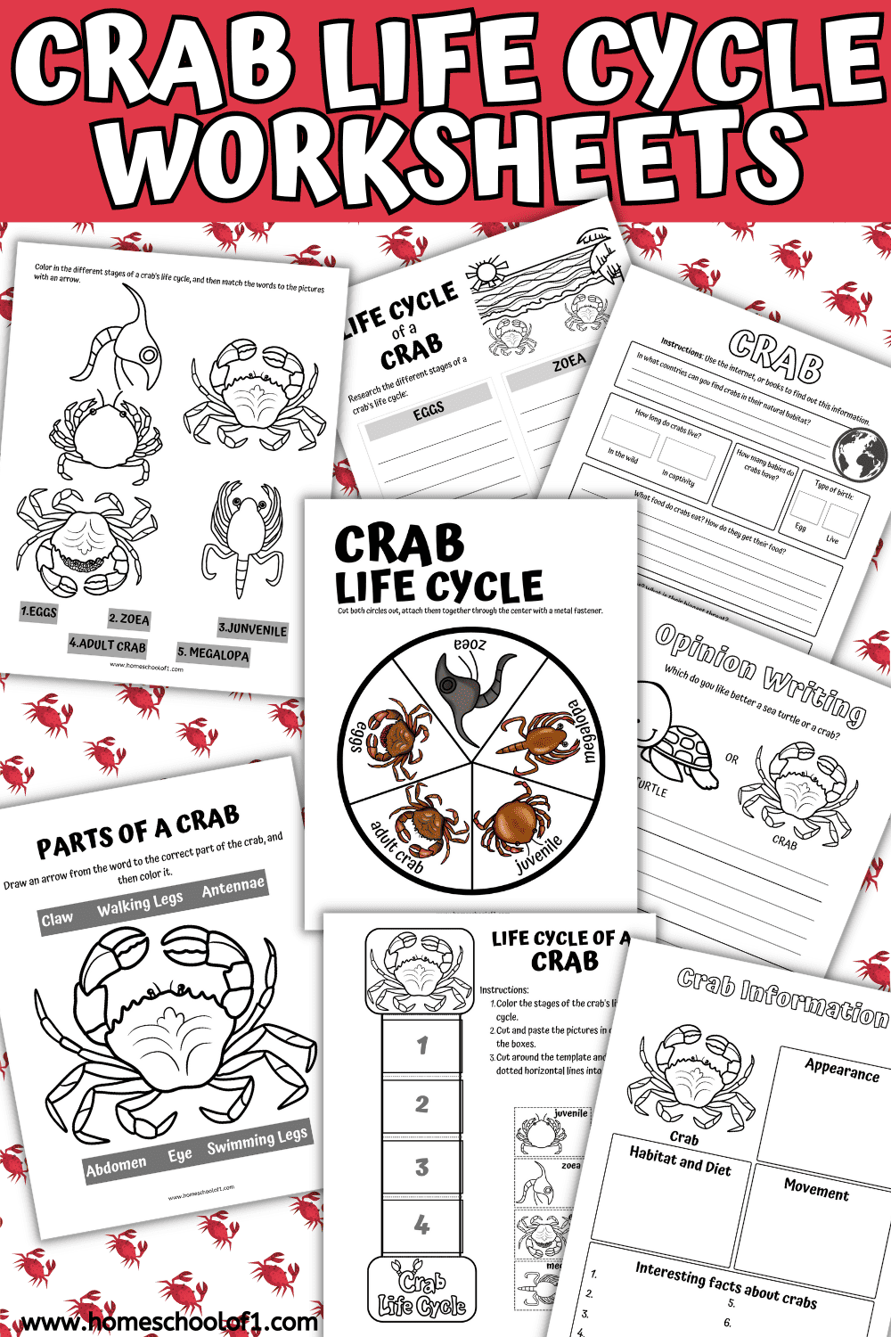 Free Crab Life Cycle Worksheets for Kids
