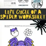 Free Spider Life Cycle Worksheet for Kids