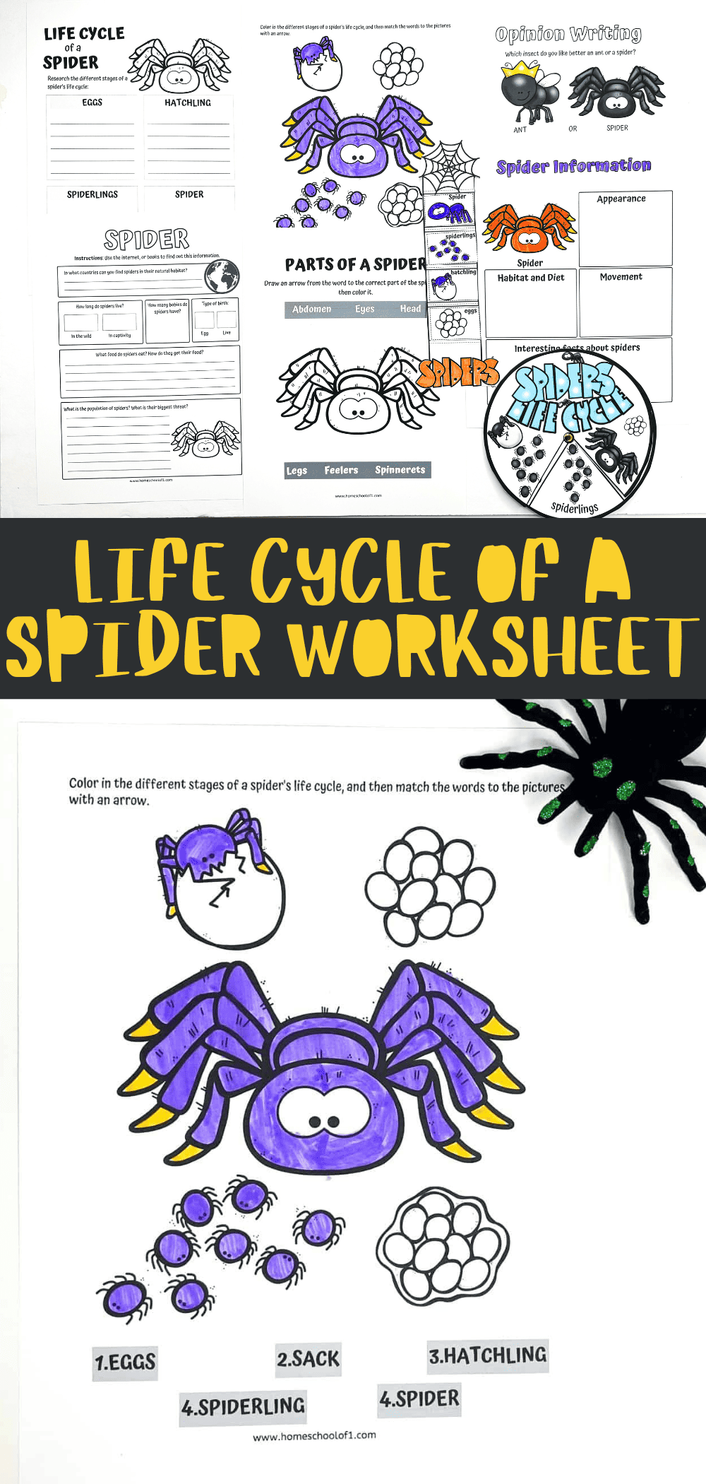 Free Spider Life Cycle Worksheet for Kids
