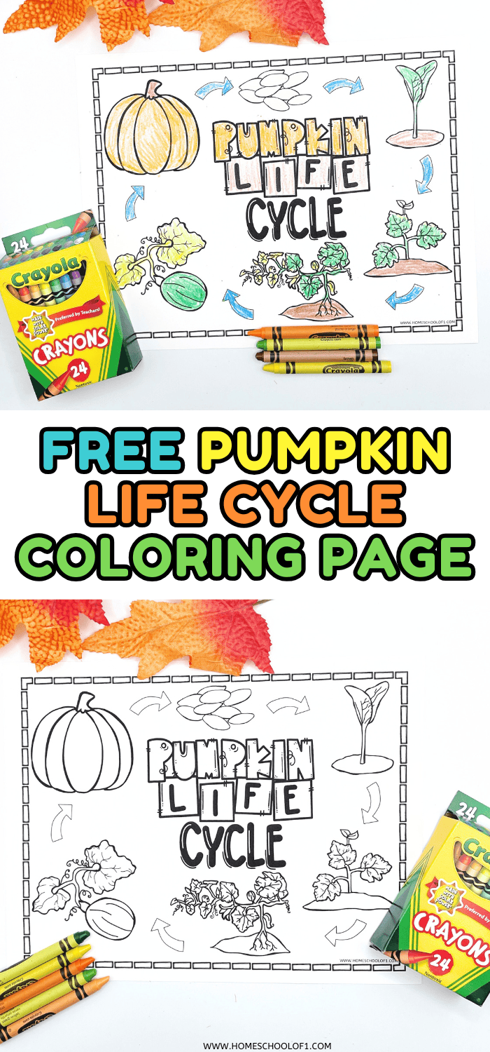 Free Pumpkin Life Cycle Coloring Page
