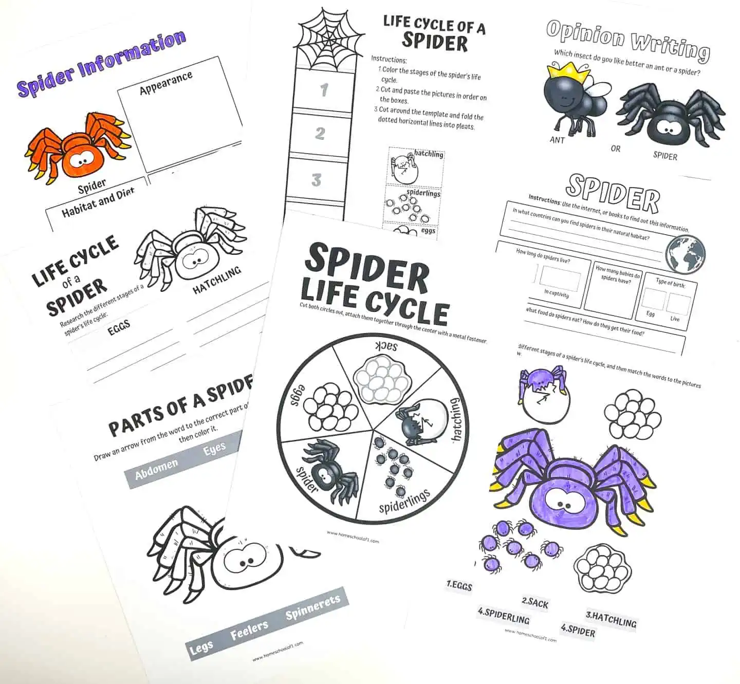Free Spider Life Cycle Worksheet for Kids - Homeschool of 1