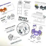 Free Spider Life Cycle Worksheet for Kids