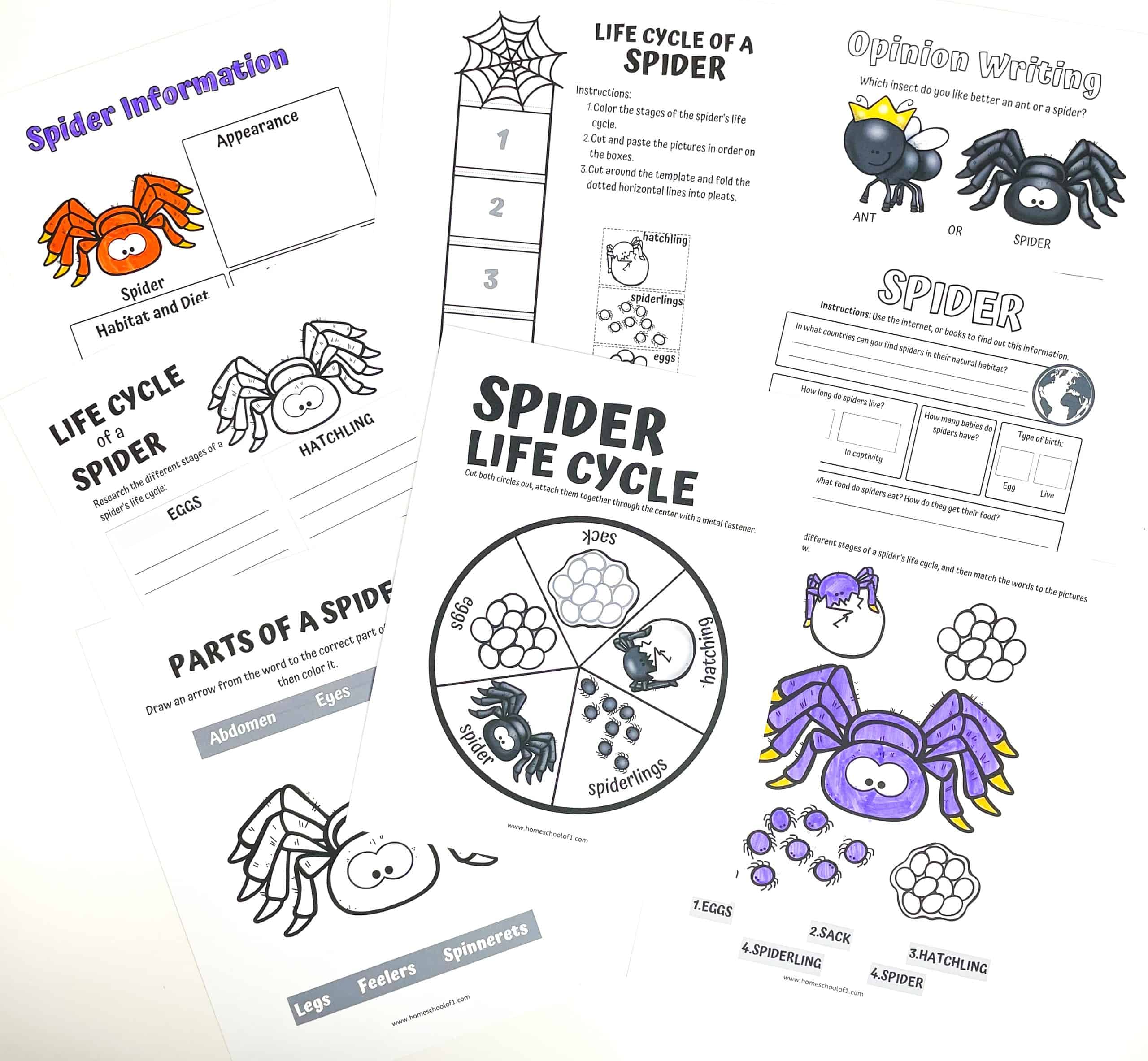 Free Spider Life Cycle Worksheet for Kids