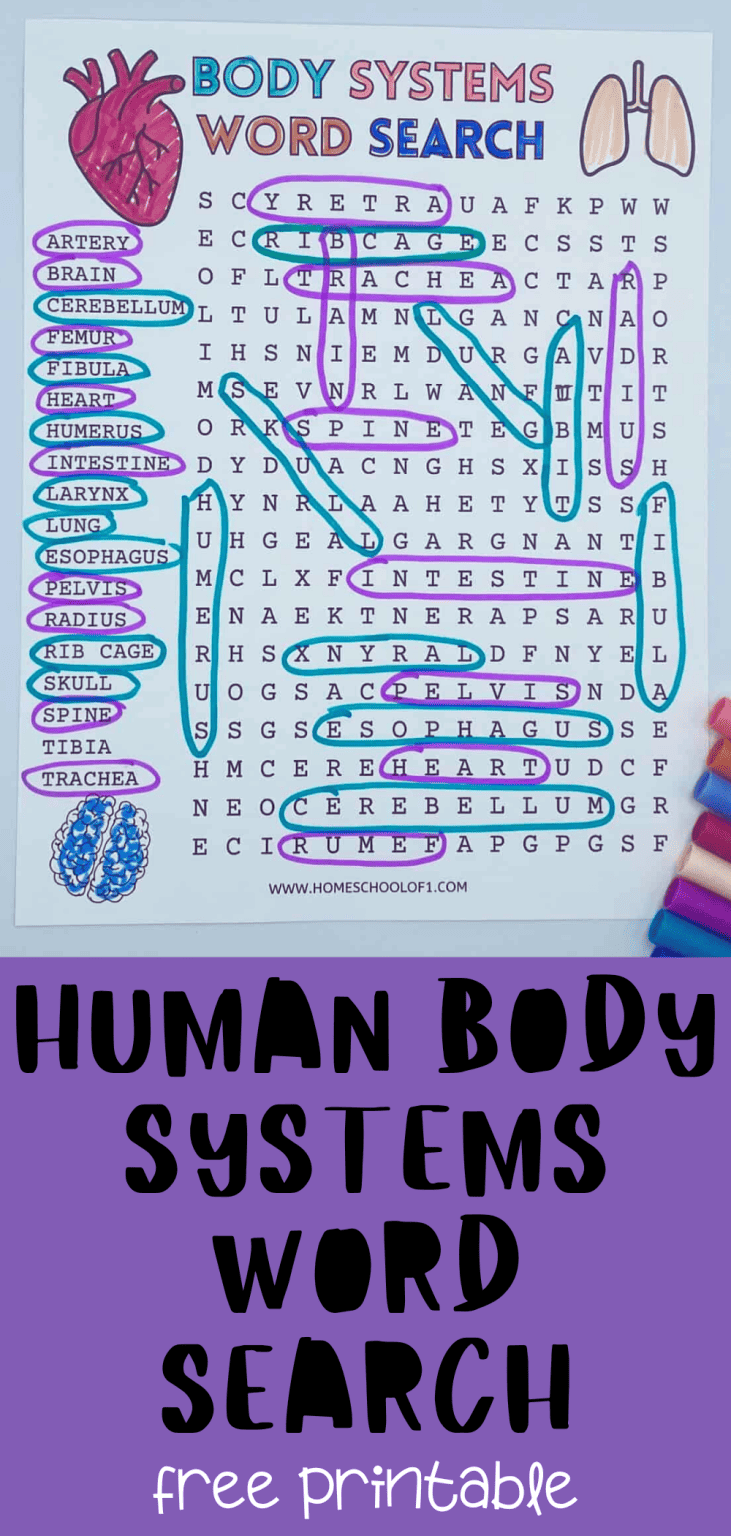 Free Human Body Systems Word Search For Kids