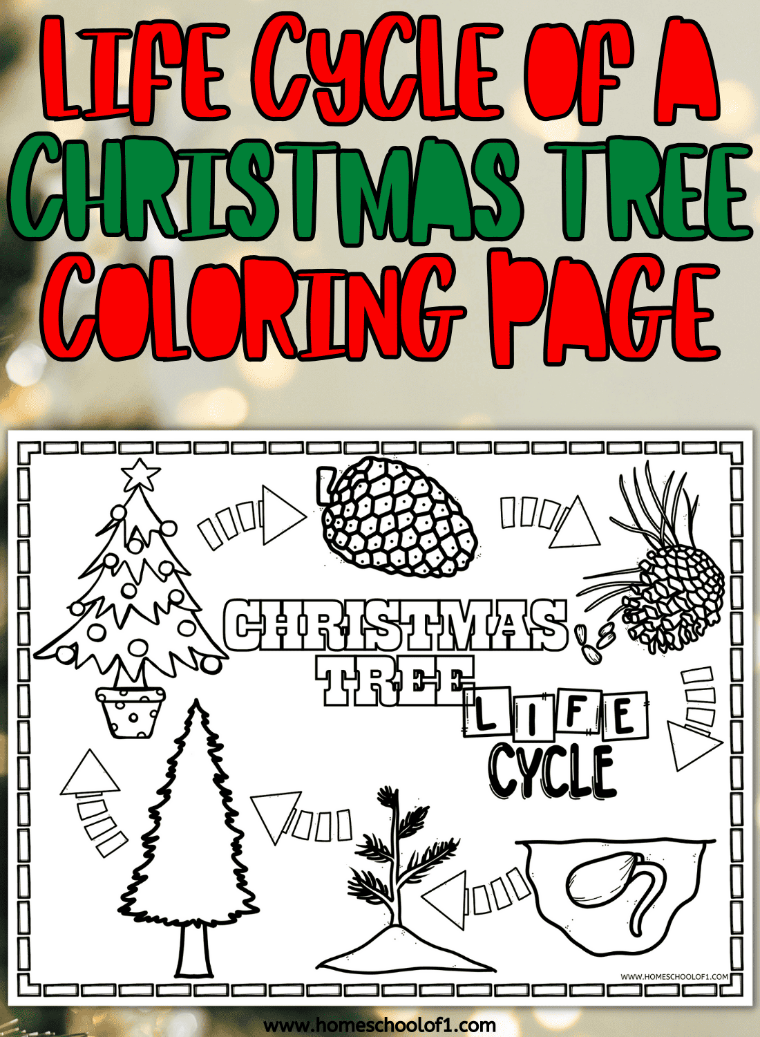 Free Christmas Tree Life Cycle Coloring Page