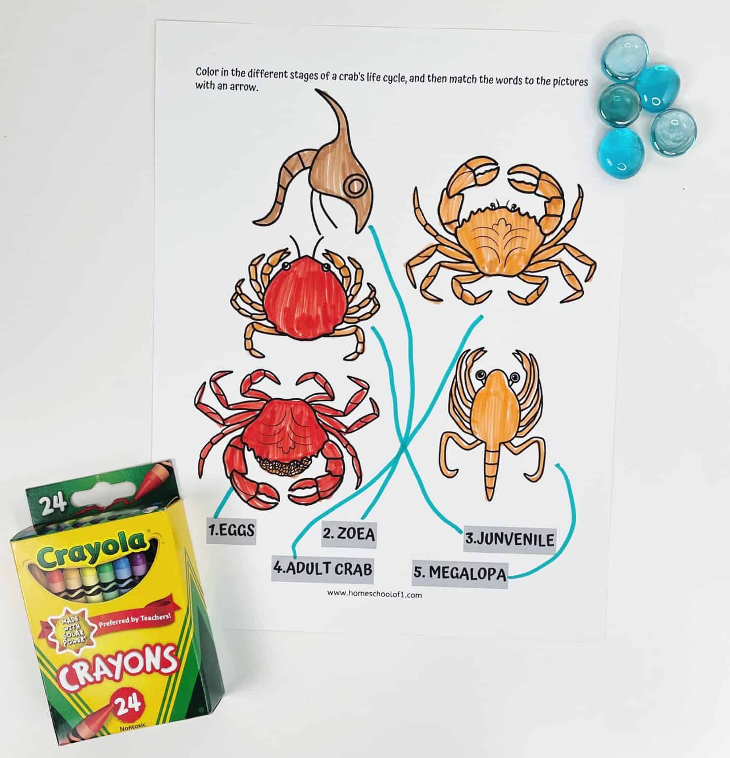 Free Crab Life Cycle Worksheets for Kids