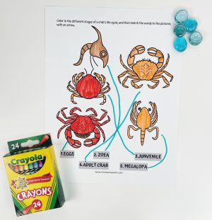 Free Crab Life Cycle Worksheets for Kids