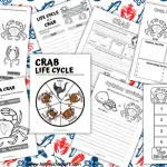 Free Crab Life Cycle Worksheets for Kids