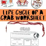 Free Crab Life Cycle Worksheets for Kids