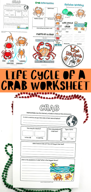 Free Crab Life Cycle Worksheets for Kids