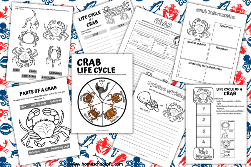 Free Crab Life Cycle Worksheets for Kids
