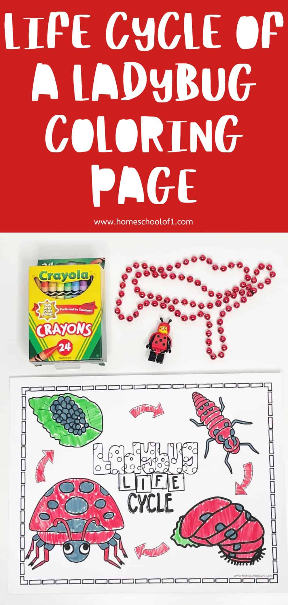 Free Ladybug Life Cycle Coloring Page
