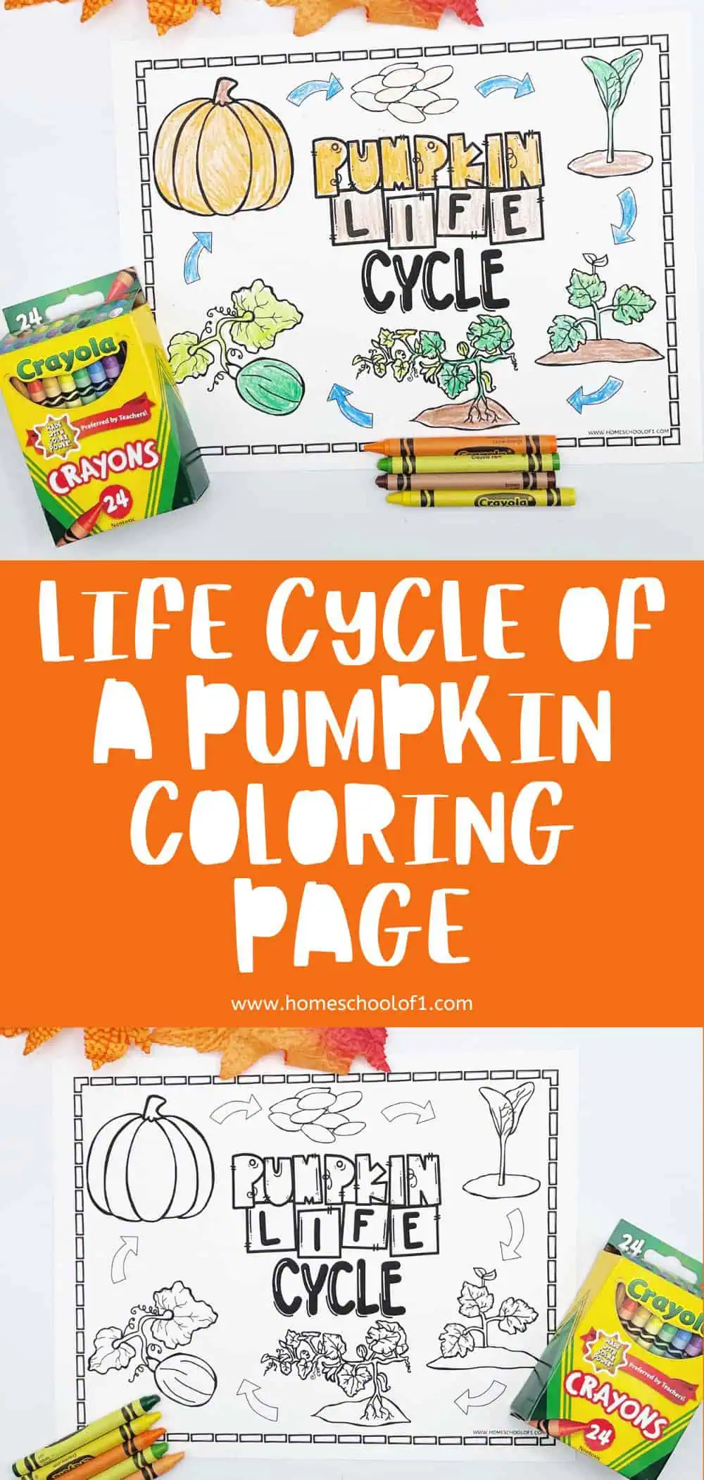Free Pumpkin Life Cycle Coloring Page