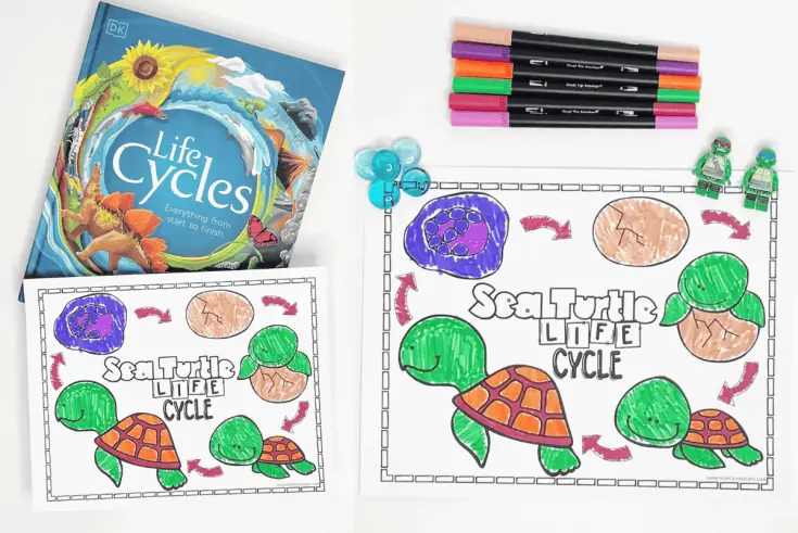 Turtle Activities for Preschoolers with Worksheets and Crafts