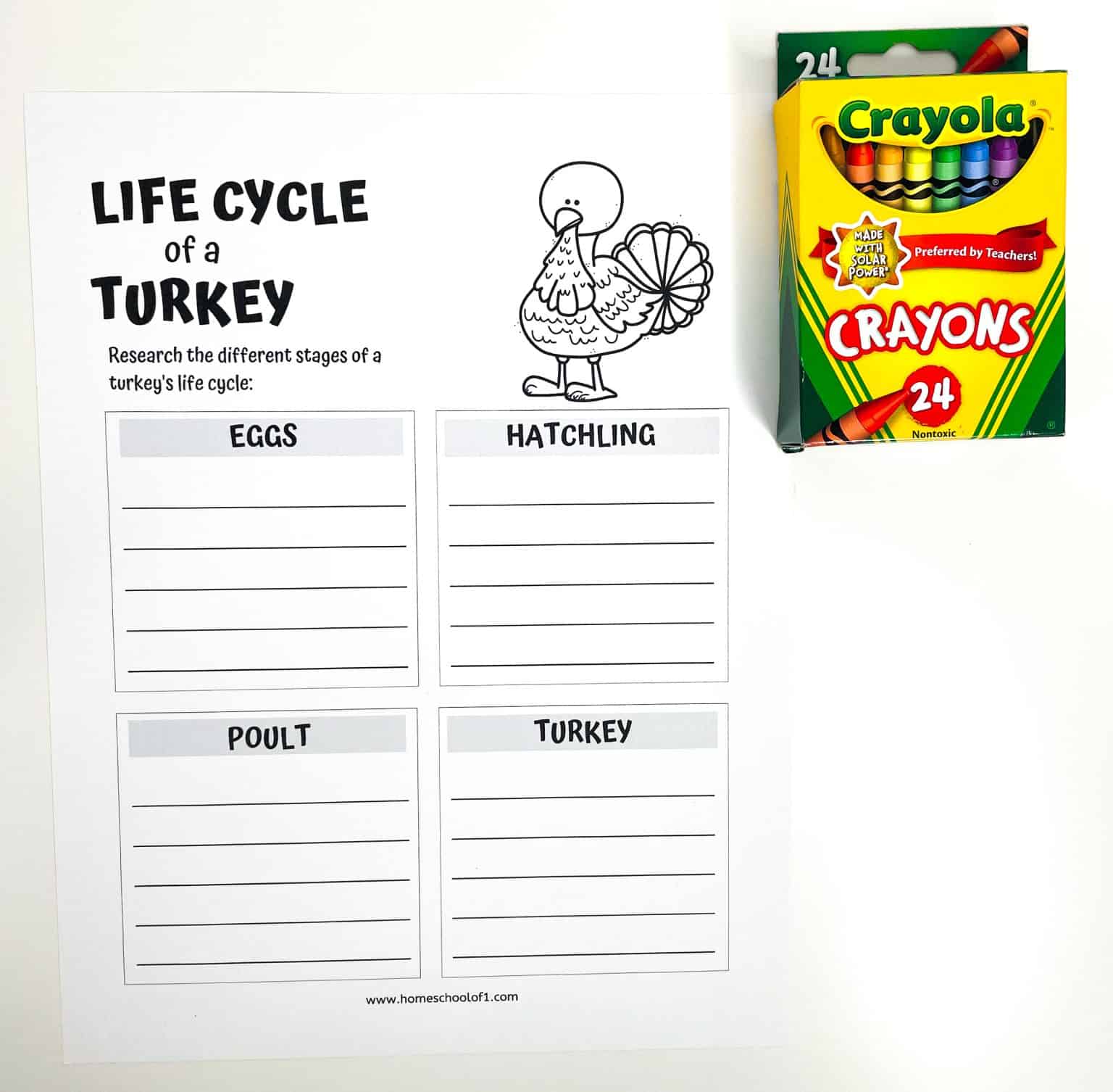 Free Life Cycle of a Turkey Worksheet