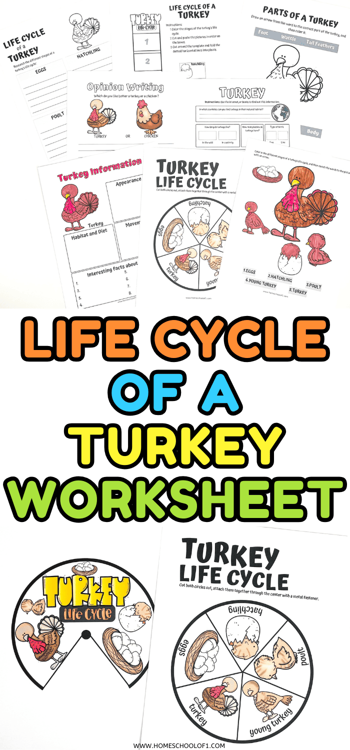 Free Life Cycle of a Turkey Worksheet