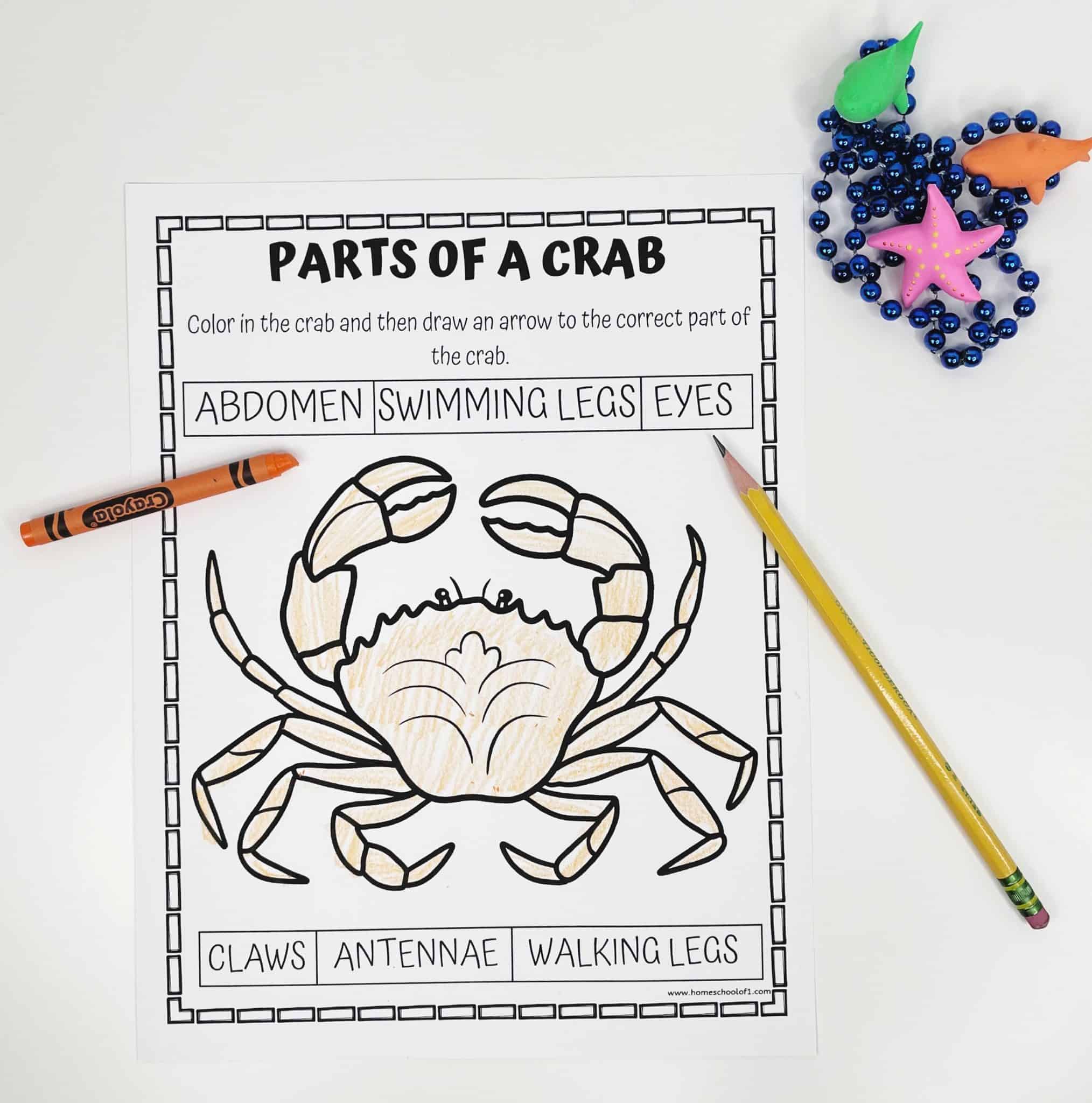 Free Parts of a Crab Worksheet